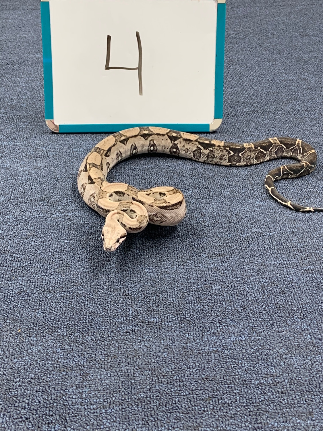 RDR BEA Het Kahl/ Aka Blizzard Boa Constrictor by Brianna wiley ...