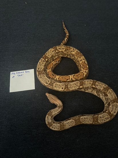Hog Island Boa Boa Constrictor by Brianna wiley