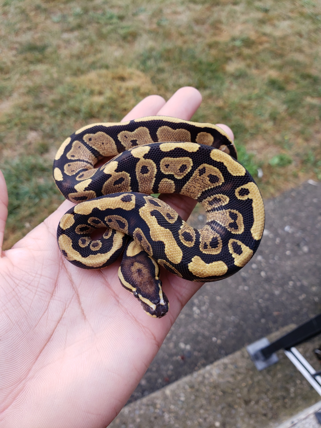 Lucifer Ball Python by JCC Reptiles - MorphMarket