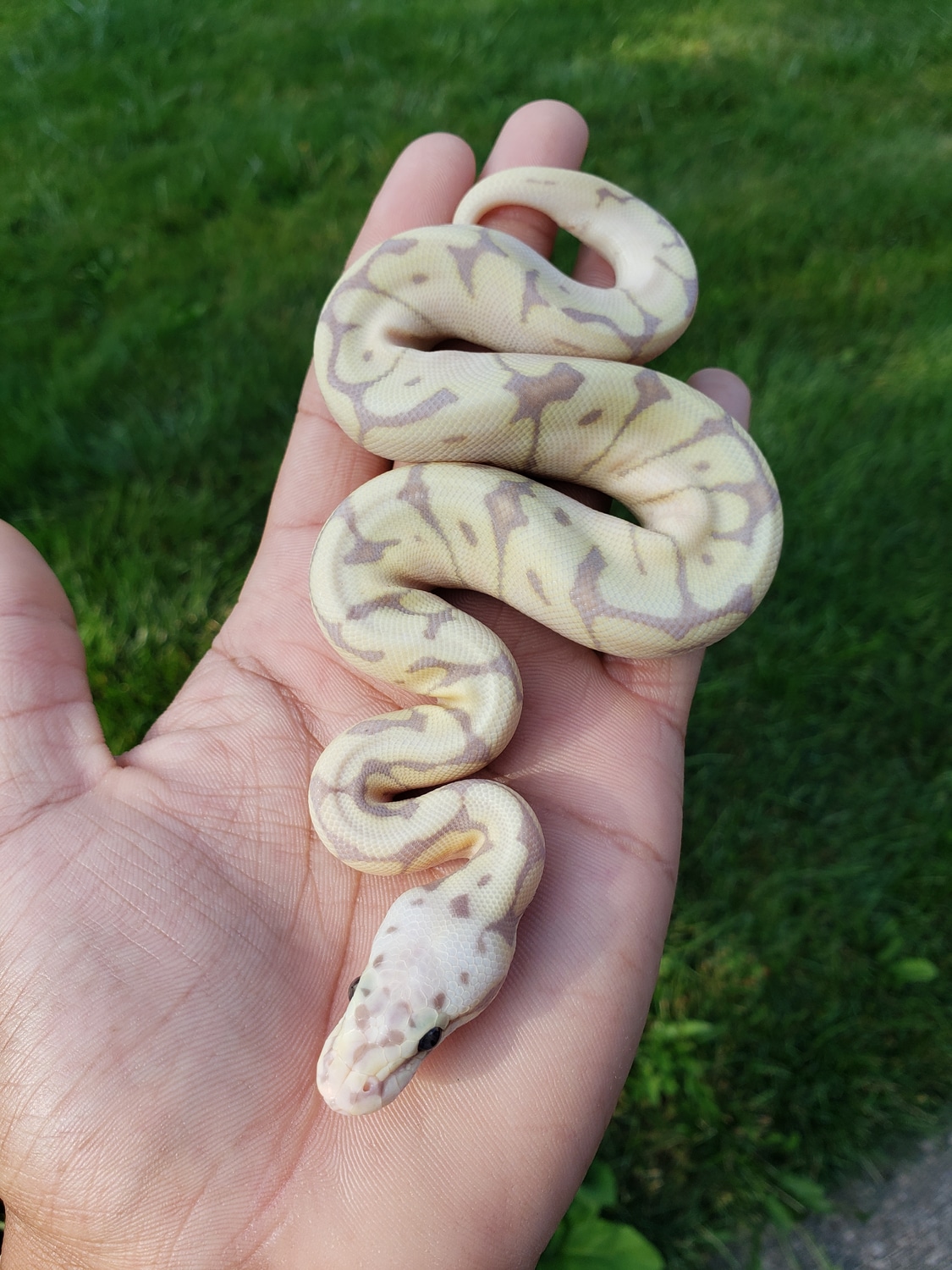 Banana Bumblebee Ball Python by JCC Reptiles - MorphMarket