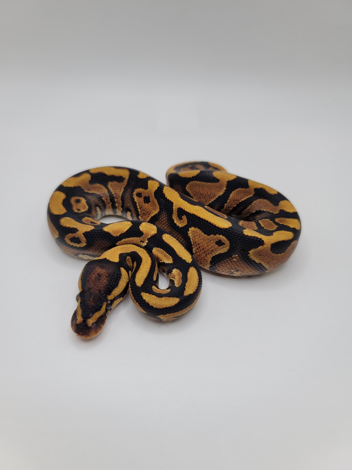 Asphalt Or Yellowbelly Ball Python by JCC Reptiles - MorphMarket
