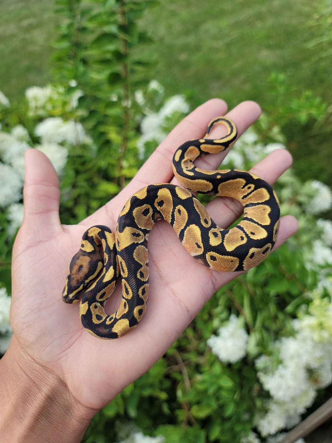 Orange Dream Vanilla Ball Python by JCC Reptiles - MorphMarket