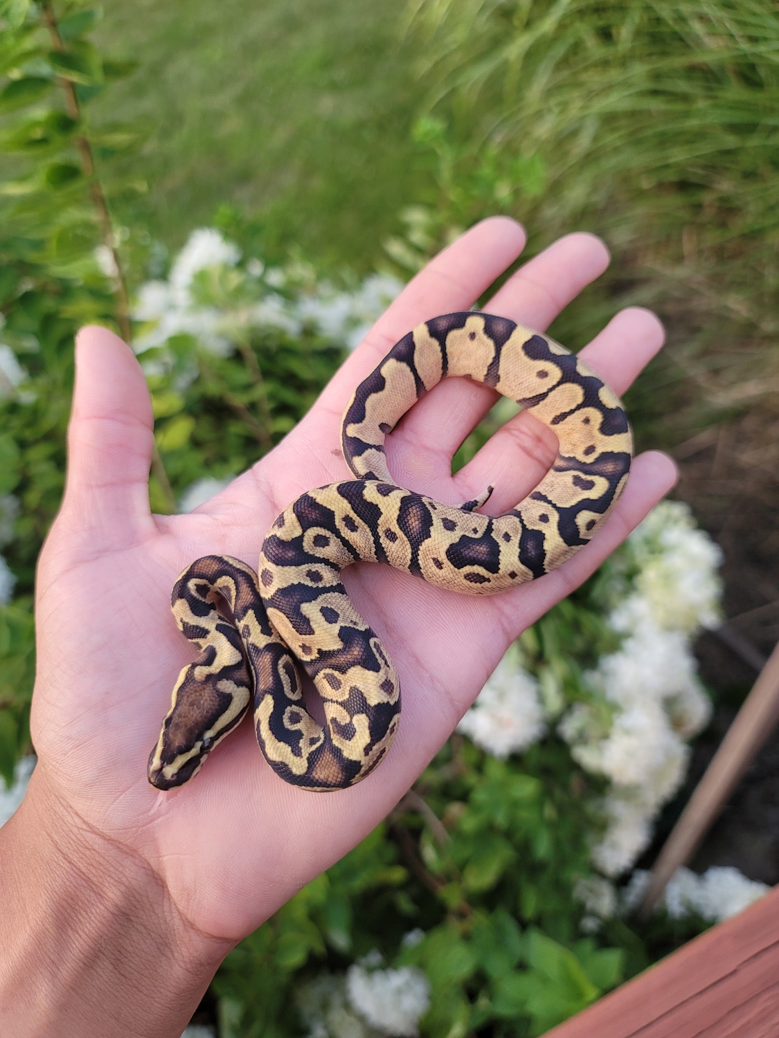 Enchi Fire Gravel (Super Gravel Pairing) Ball Python by JCC Reptiles ...