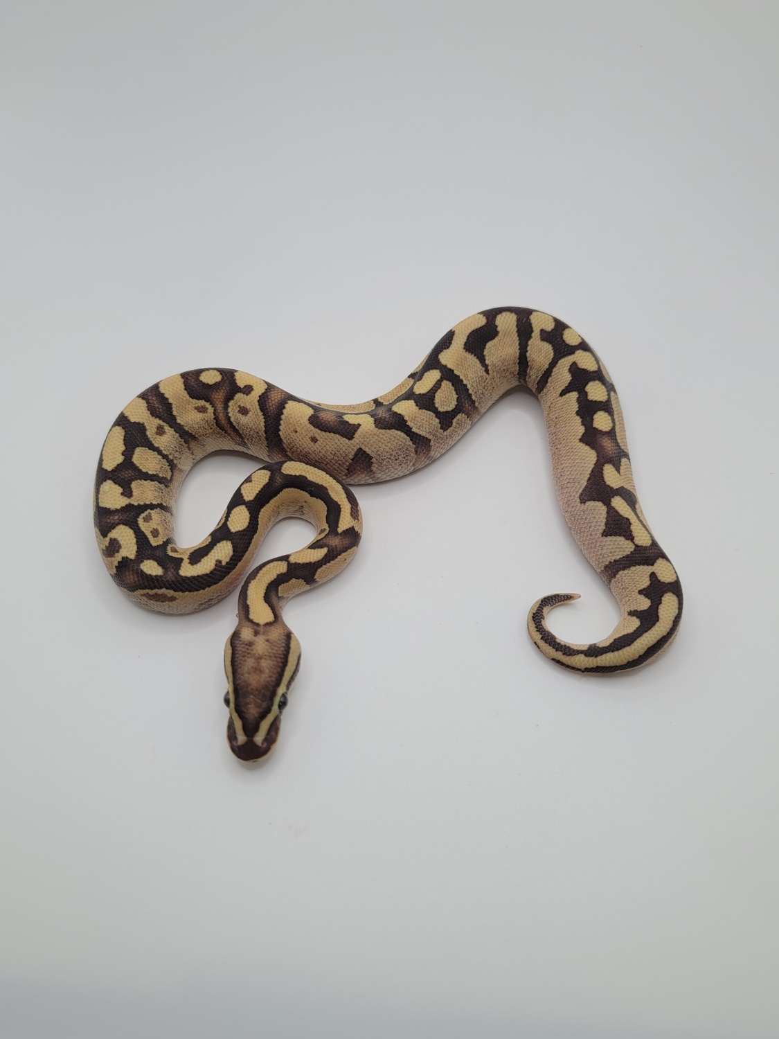 Enchi Fire Gravel (Super Gravel Pairing) Ball Python by JCC Reptiles ...