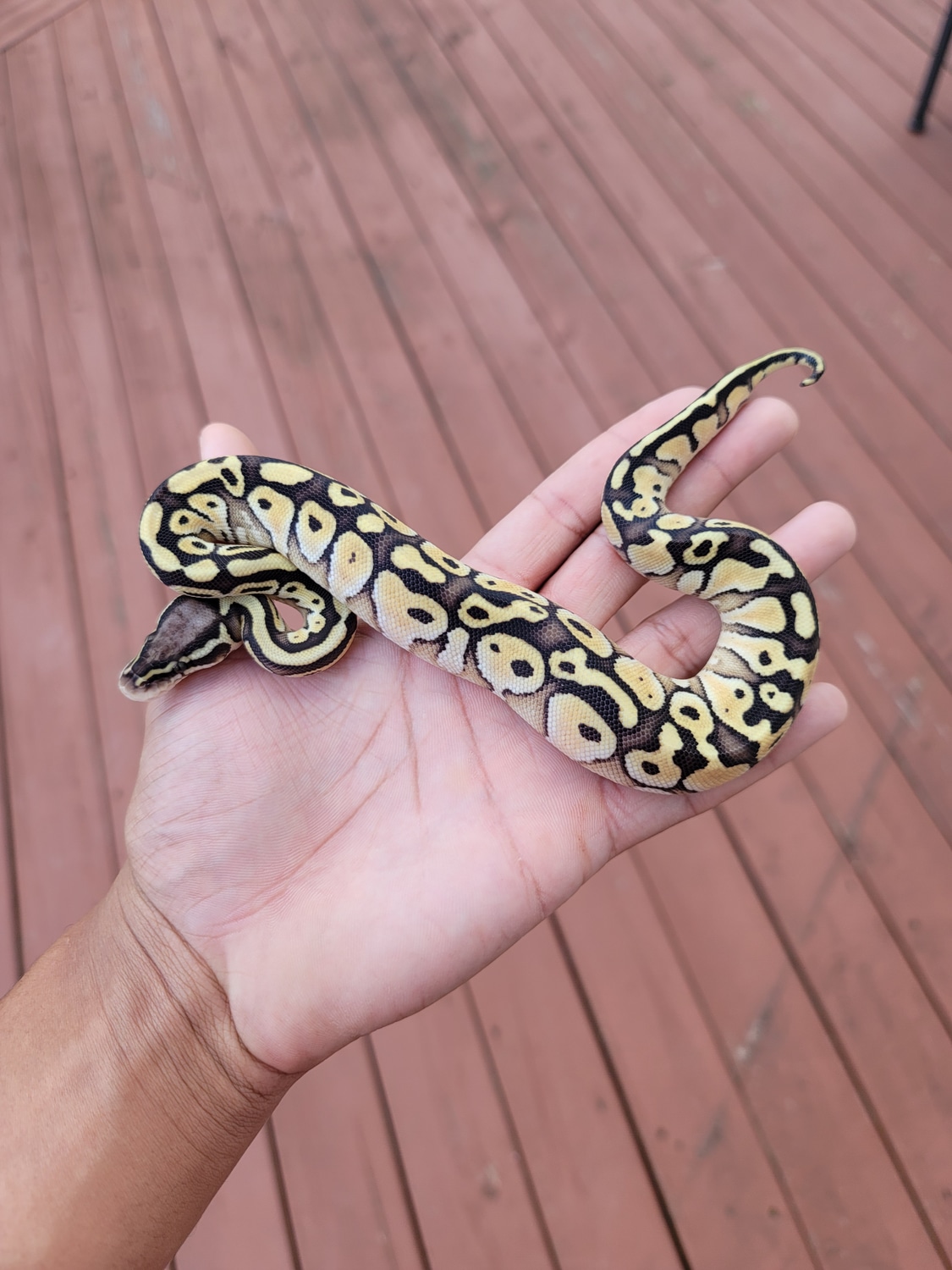 Pastel Butter Ball Python by JCC Reptiles - MorphMarket