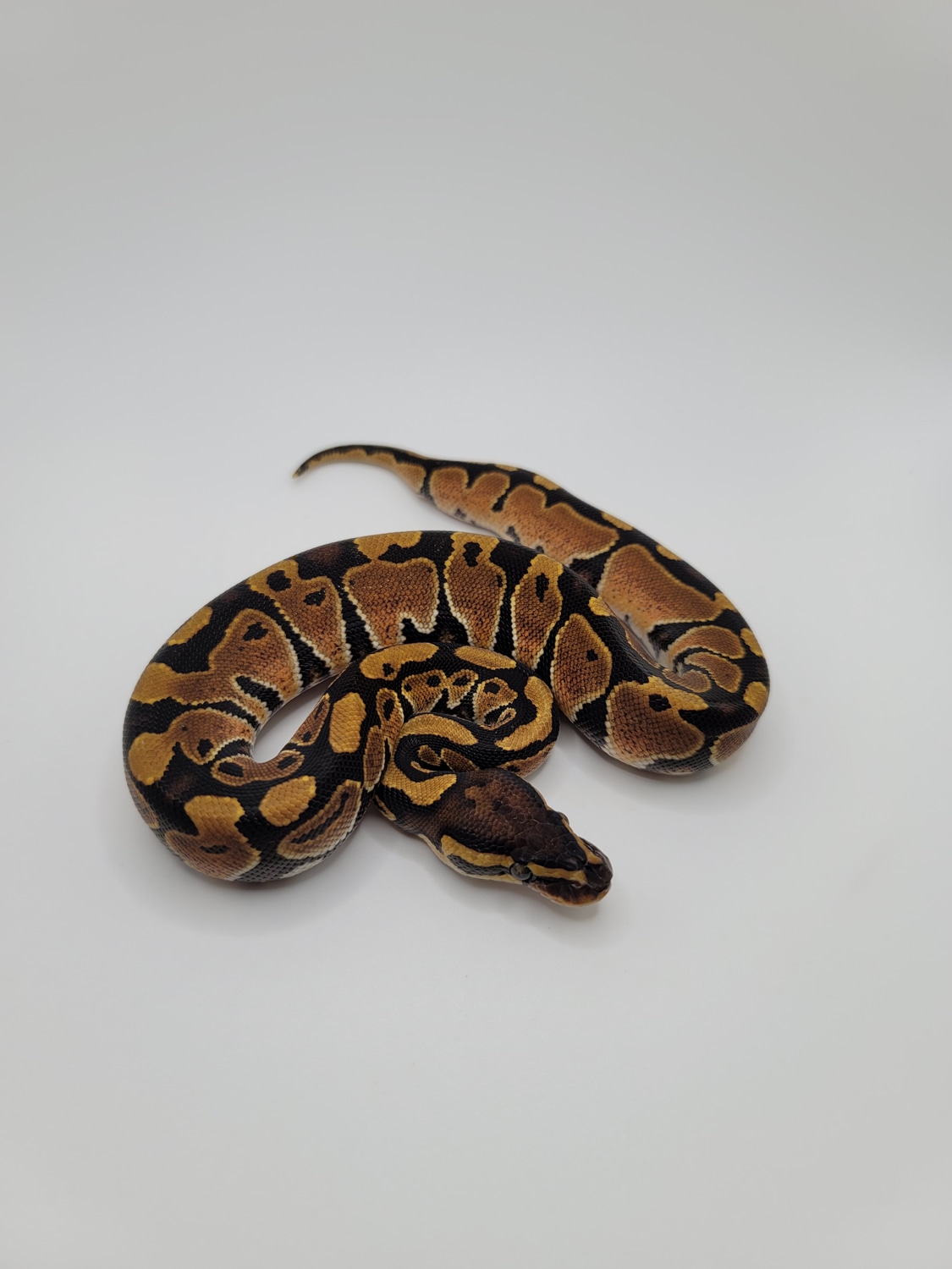 Normal Ball Python by JCC Reptiles - MorphMarket