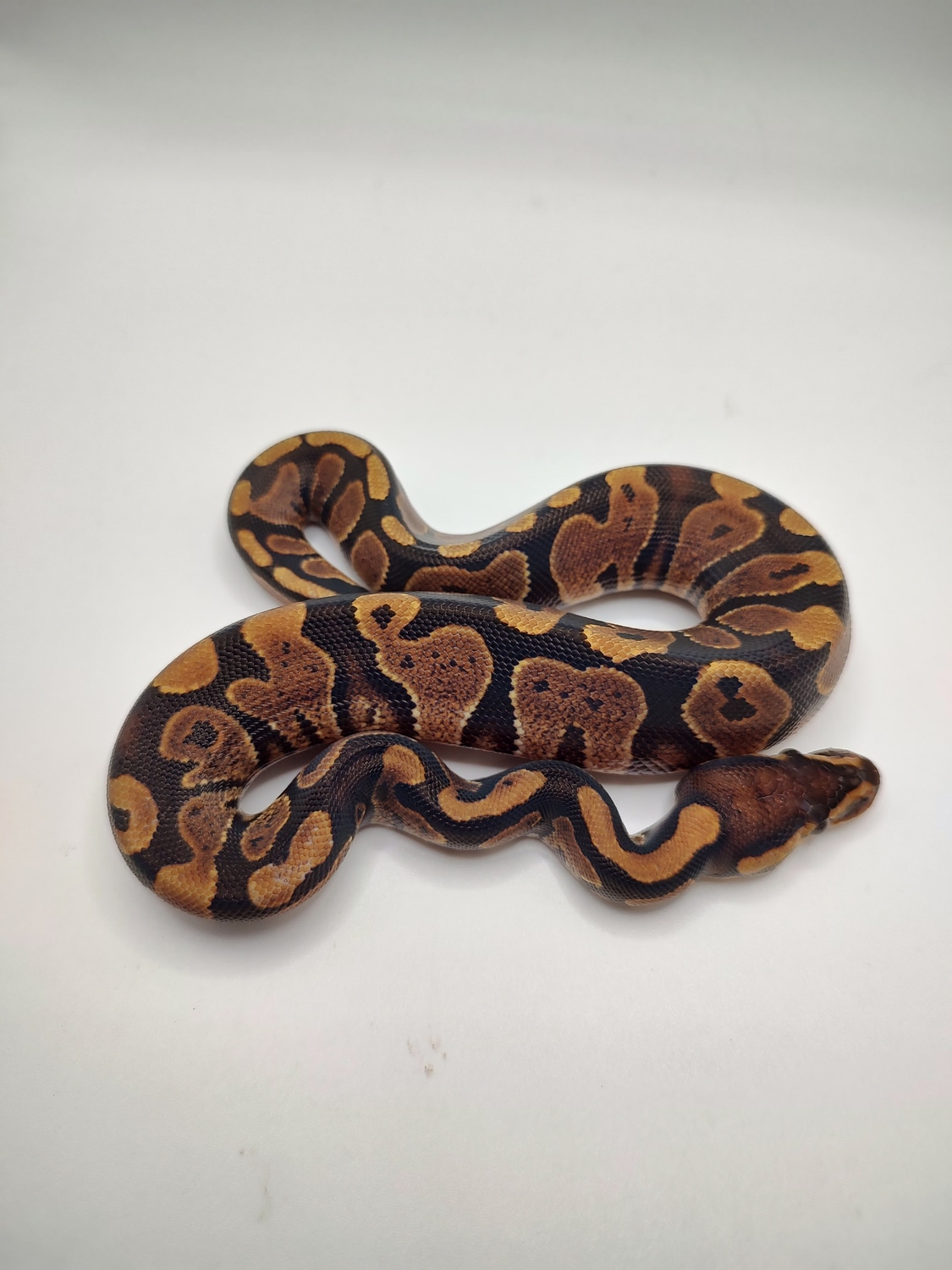 Gravel (Super Gravel Pairing) Ball Python by JCC Reptiles - MorphMarket