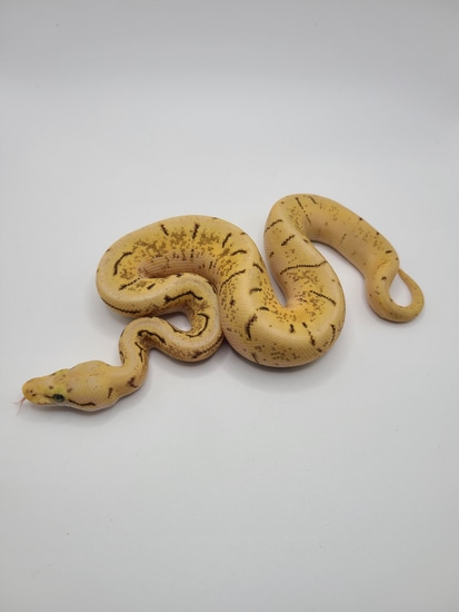 Spinner Blast Ball Python by JCC Reptiles