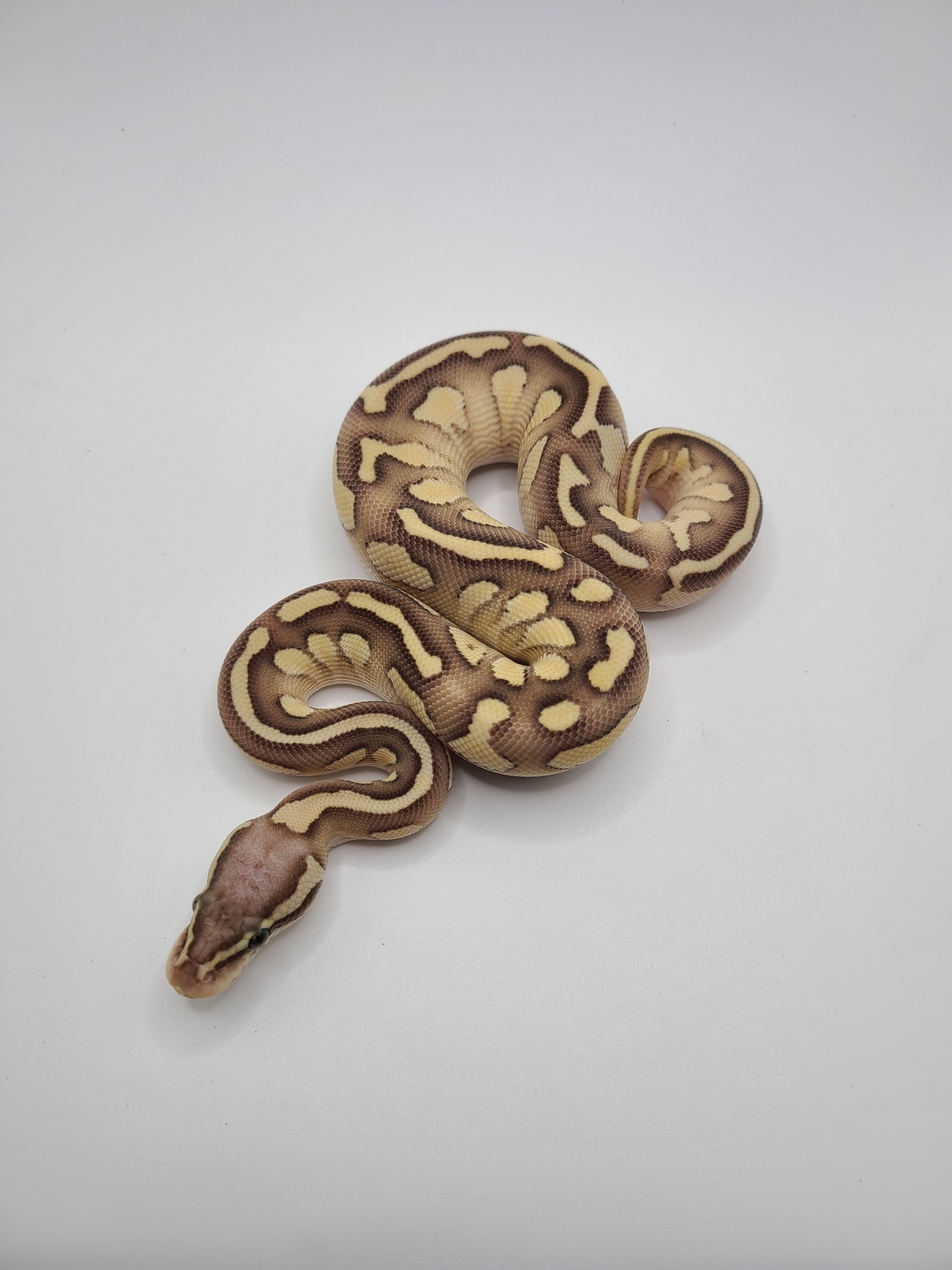 OD Butterfly Ball Python by JCC Reptiles - MorphMarket
