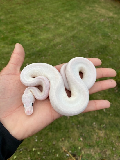 BEL (Lesser X Mojave Or Mystic) Ball Python by JCC Reptiles