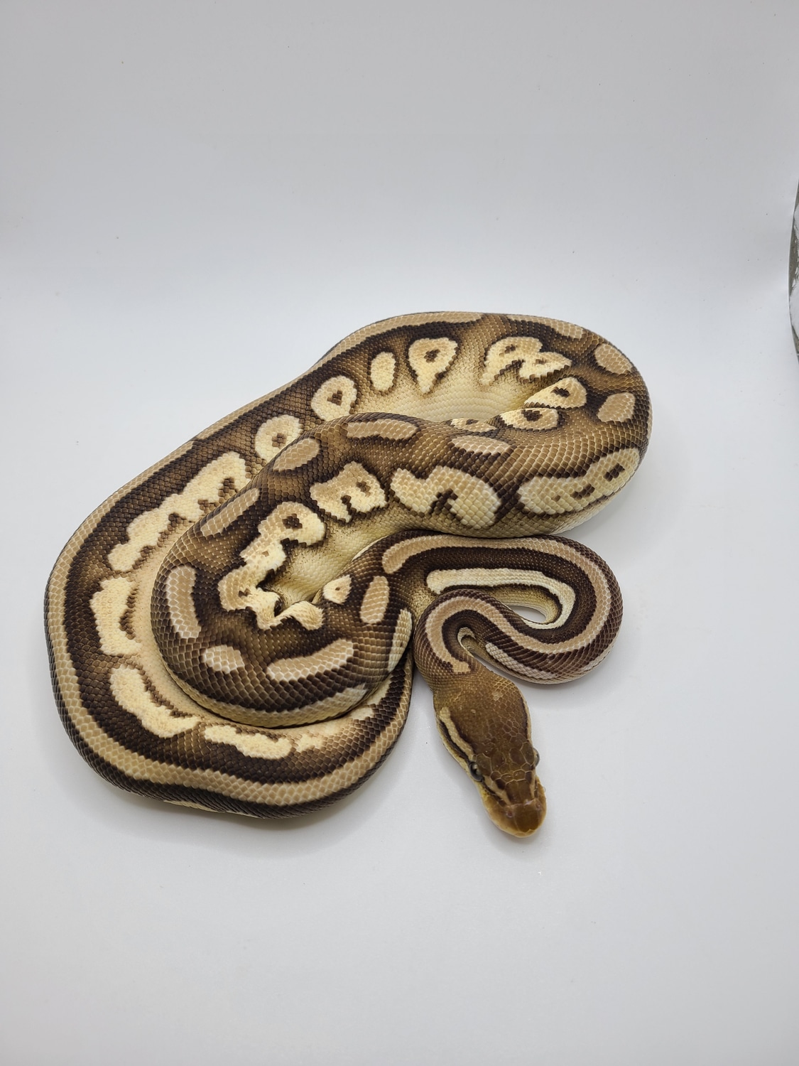 Orange Dream Mojave Fire OR Pastel Ball Python by JCC Reptiles ...