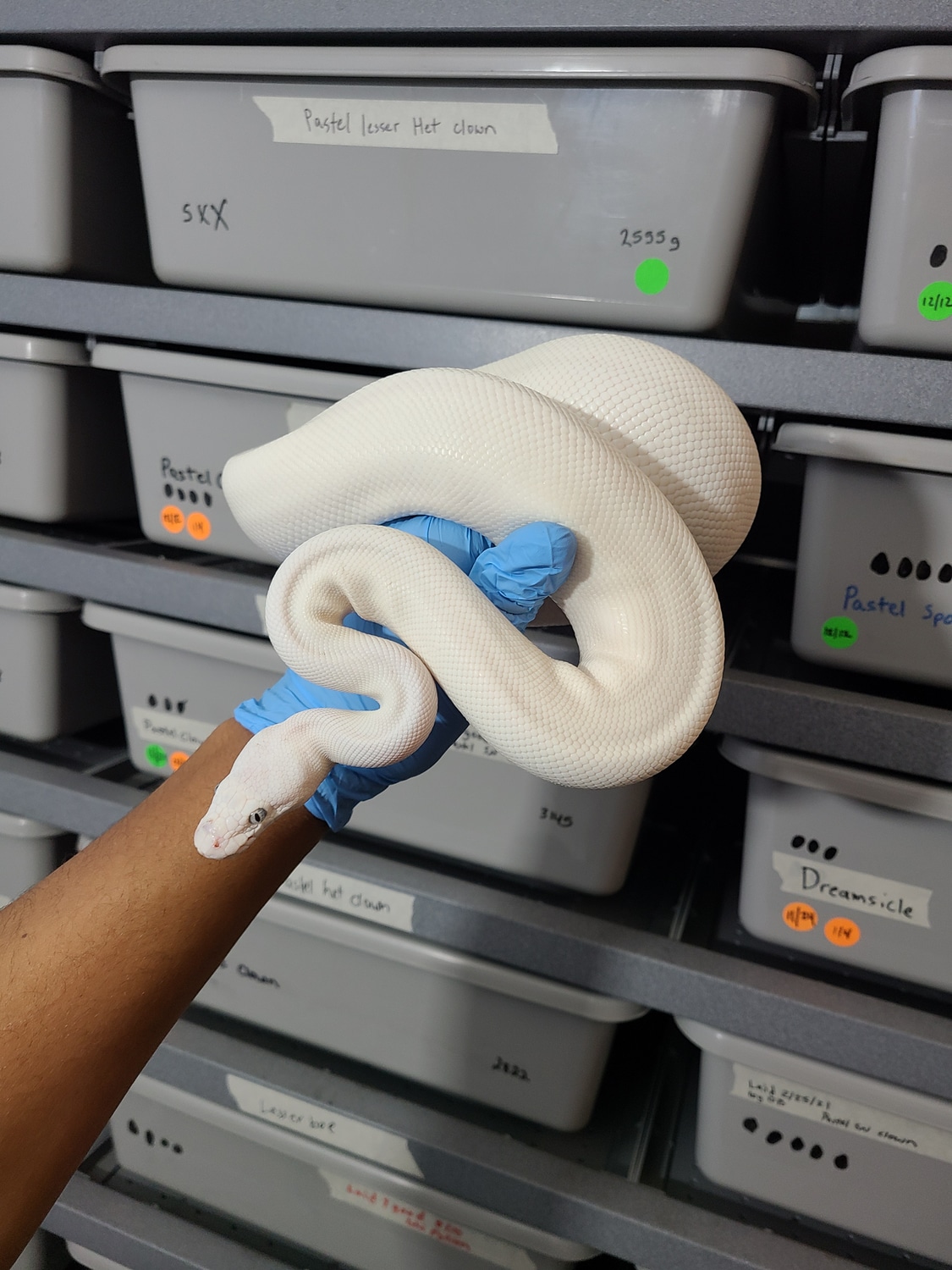 Lesser Mojave Het Clown Fire Pinstripe GHI Ball Python by JCC Reptiles ...