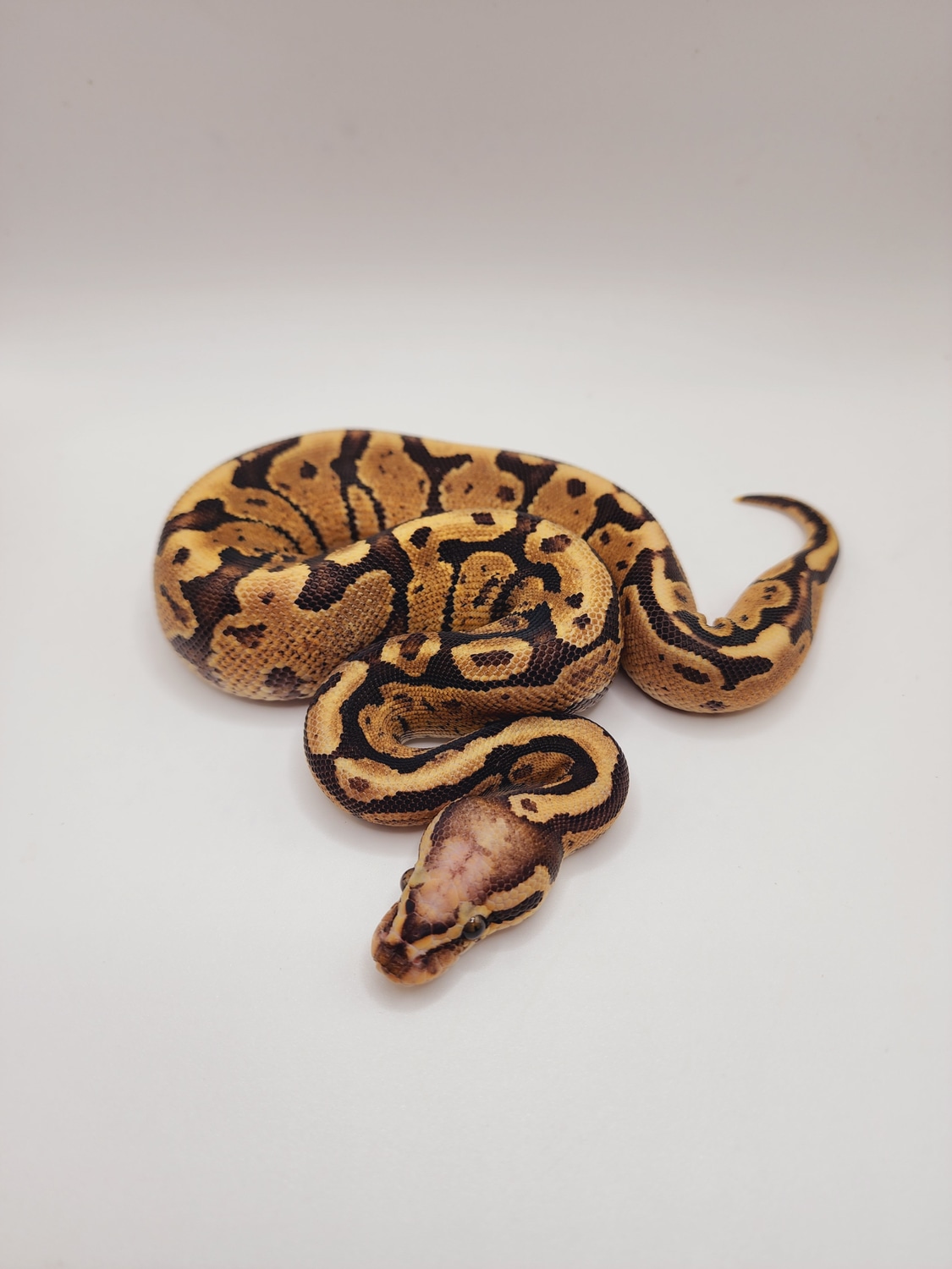 Super Vanilla Ball Python by JCC Reptiles - MorphMarket