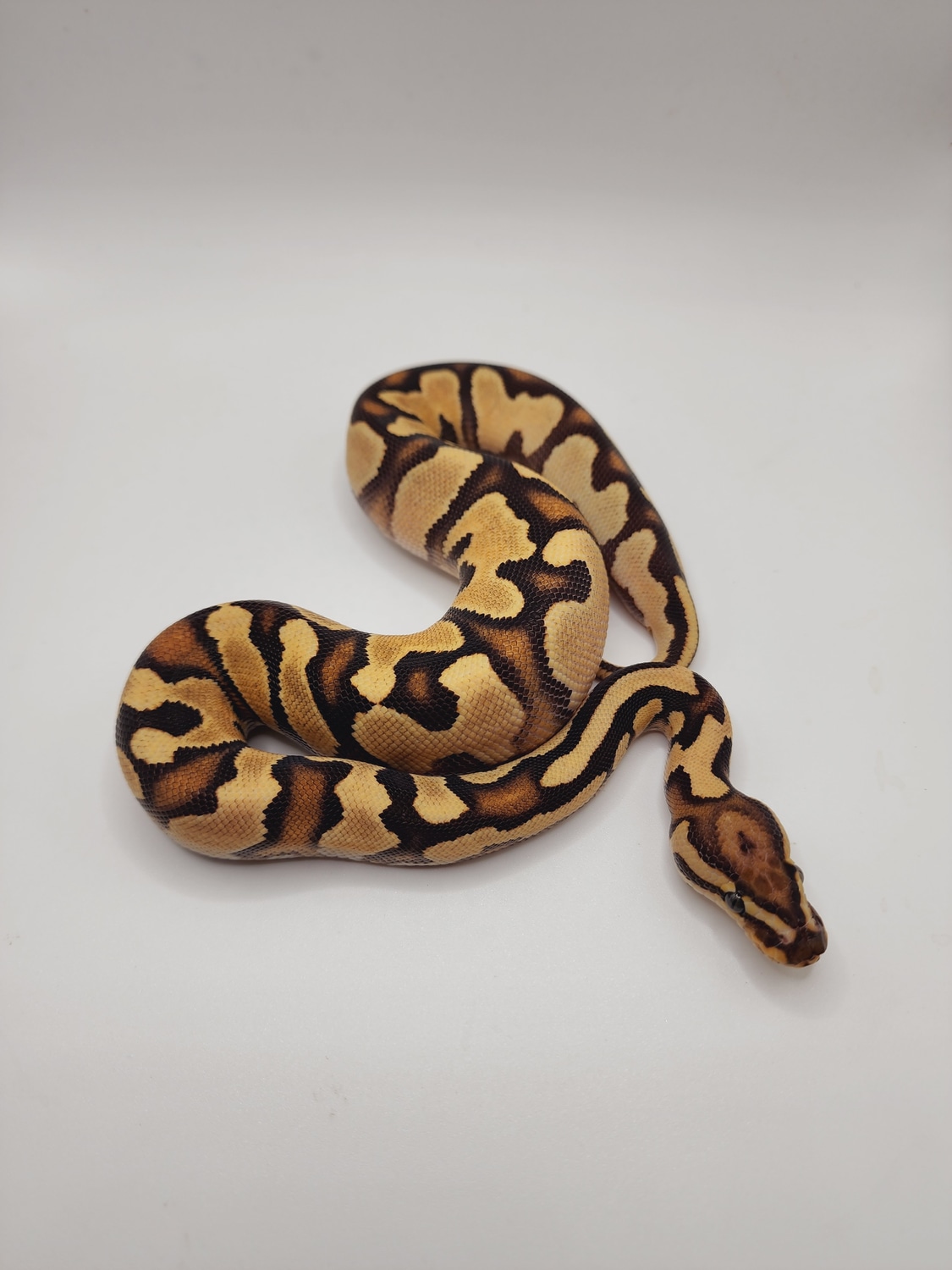 Orange Dream Fire Yellowbelly 100% Het Clown Ball Python by JCC ...