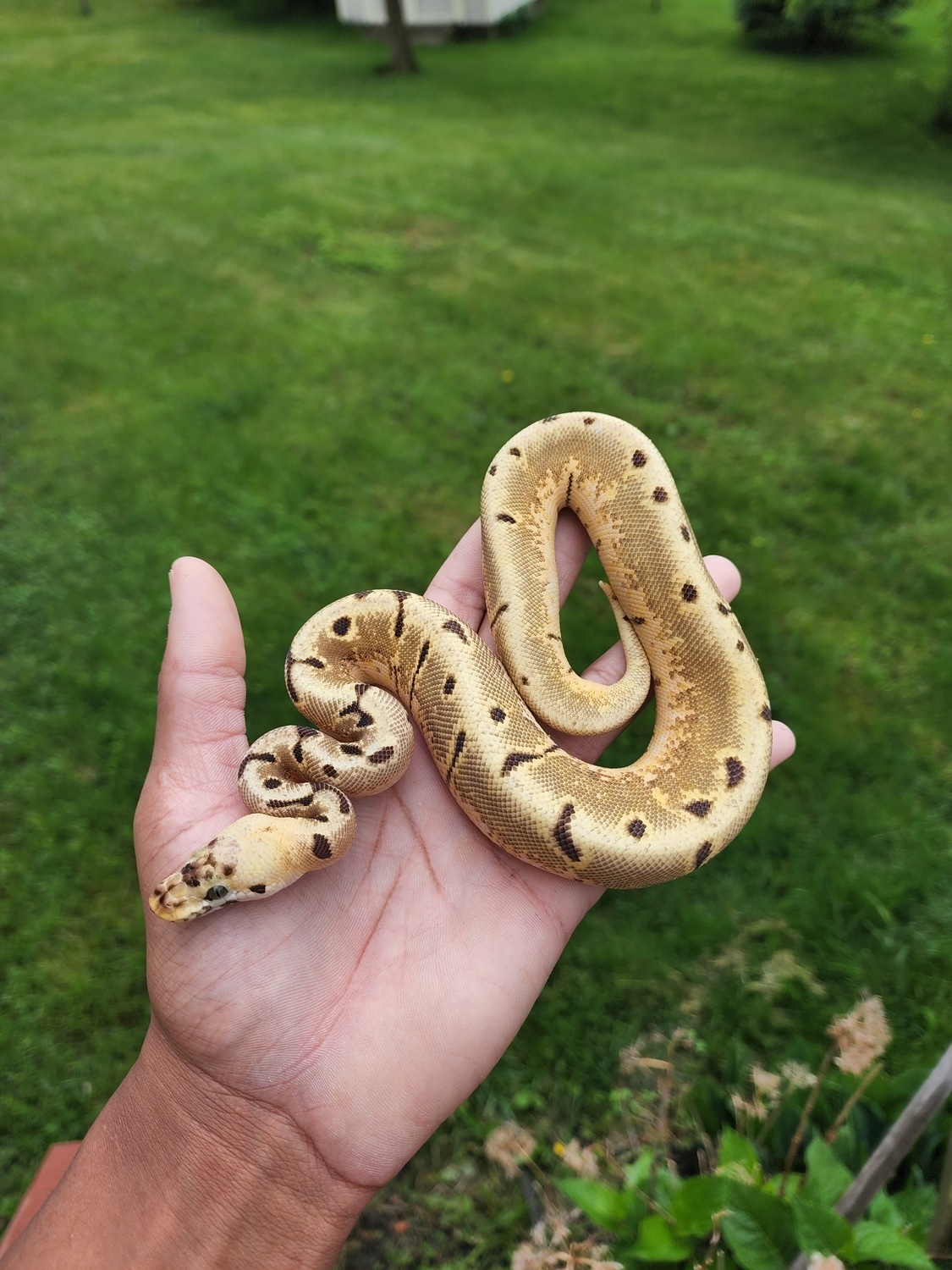 Super Enchi Bumblebee Het Clown Ball Python by JCC Reptiles - MorphMarket