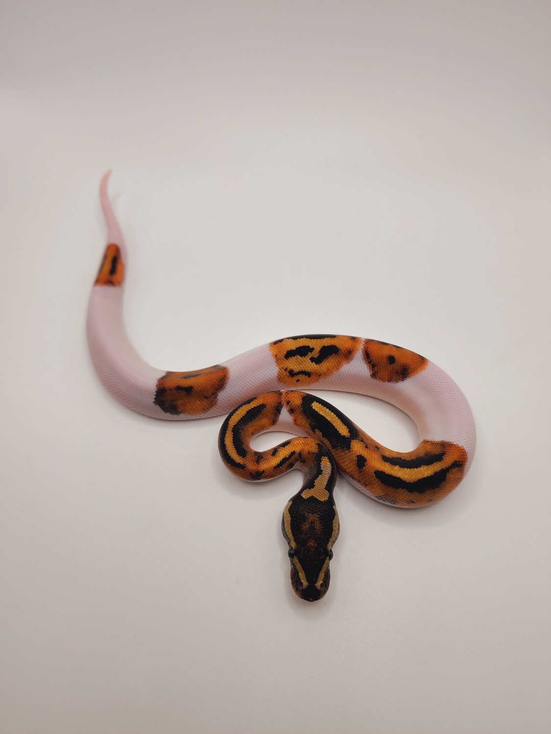 Piebald 100% Het Dreamsicle With Emoji! Ball Python by JCC Reptiles ...