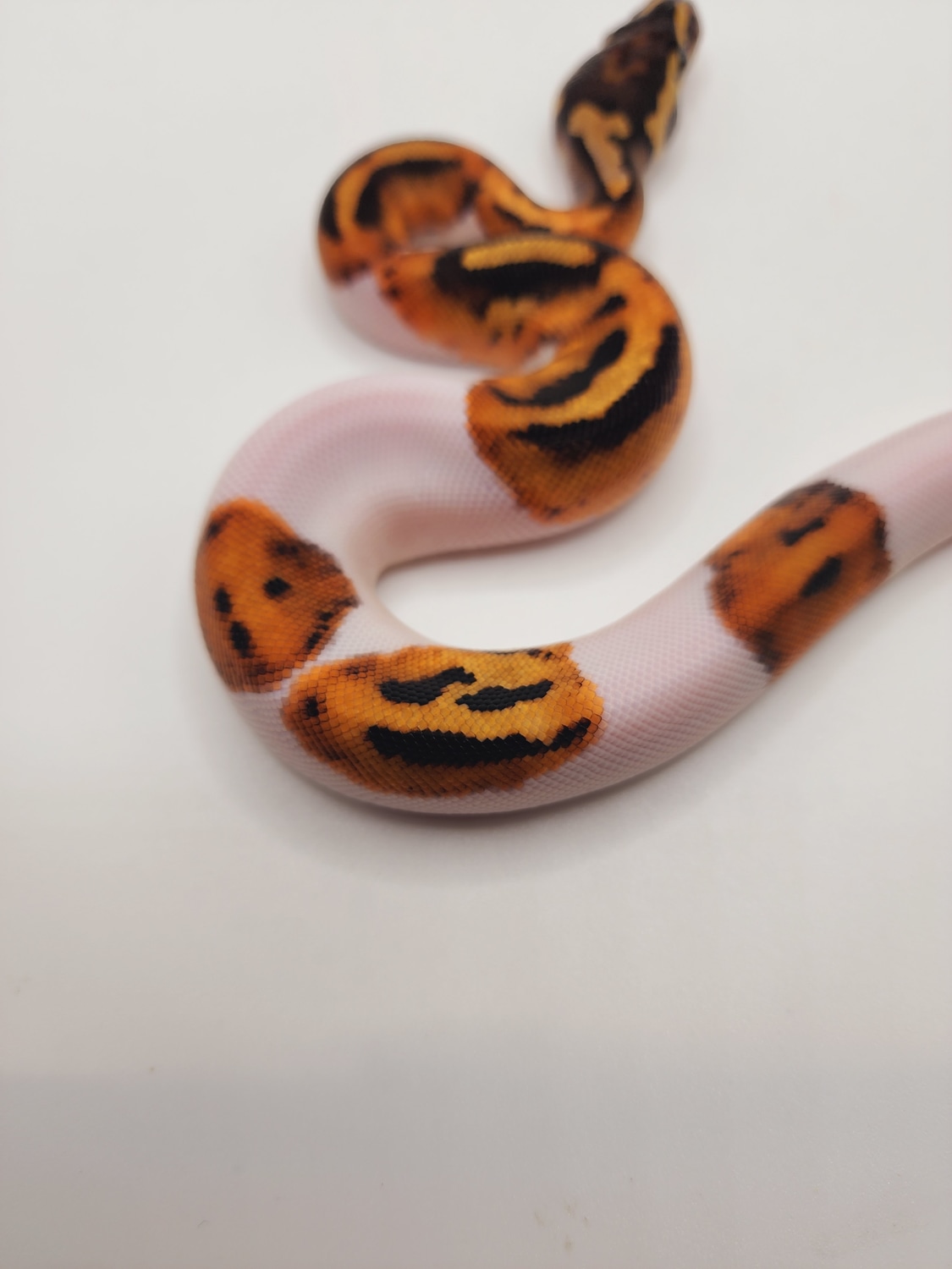 Piebald 100% Het Dreamsicle With Emoji! Ball Python by JCC Reptiles ...