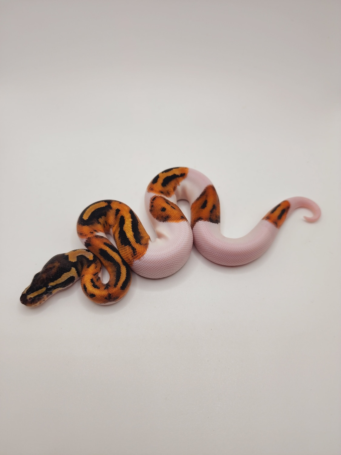 Piebald 100% Het Dreamsicle With Emoji! Ball Python by JCC Reptiles ...