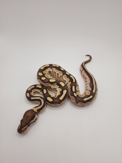 Cinnamon Lesser Het Piebald Ball Python by JCC Reptiles