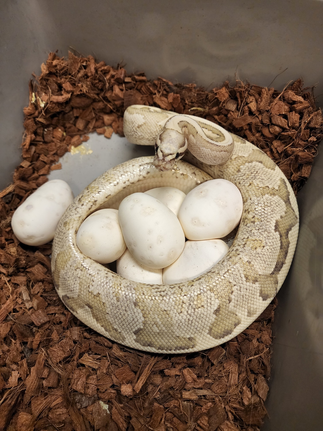 Vanilla Cream Ball Python by JCC Reptiles - MorphMarket