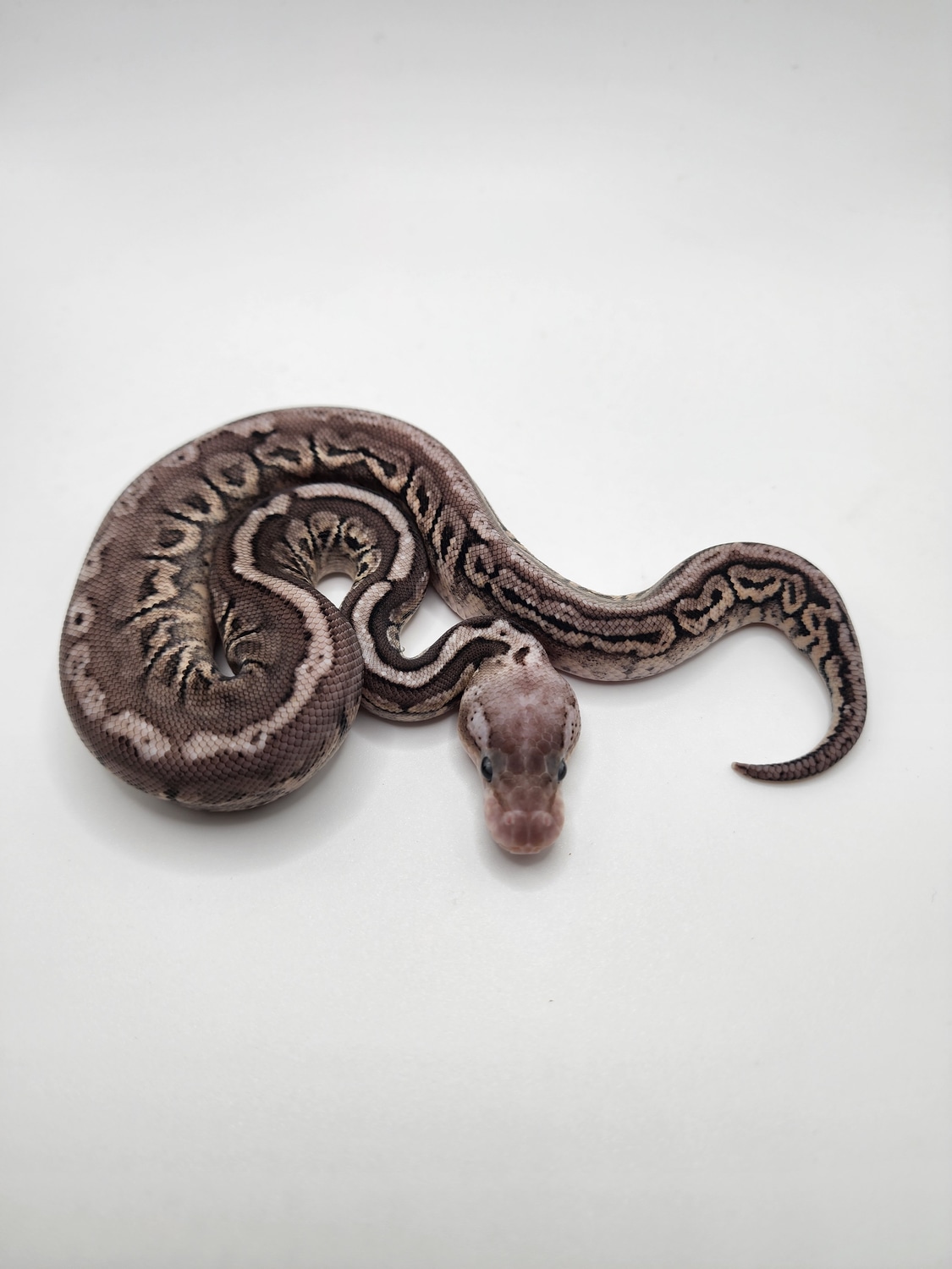 Black Pewter Spotnose Het Clown 1/2 Way To The Pompeii! Ball Python by ...