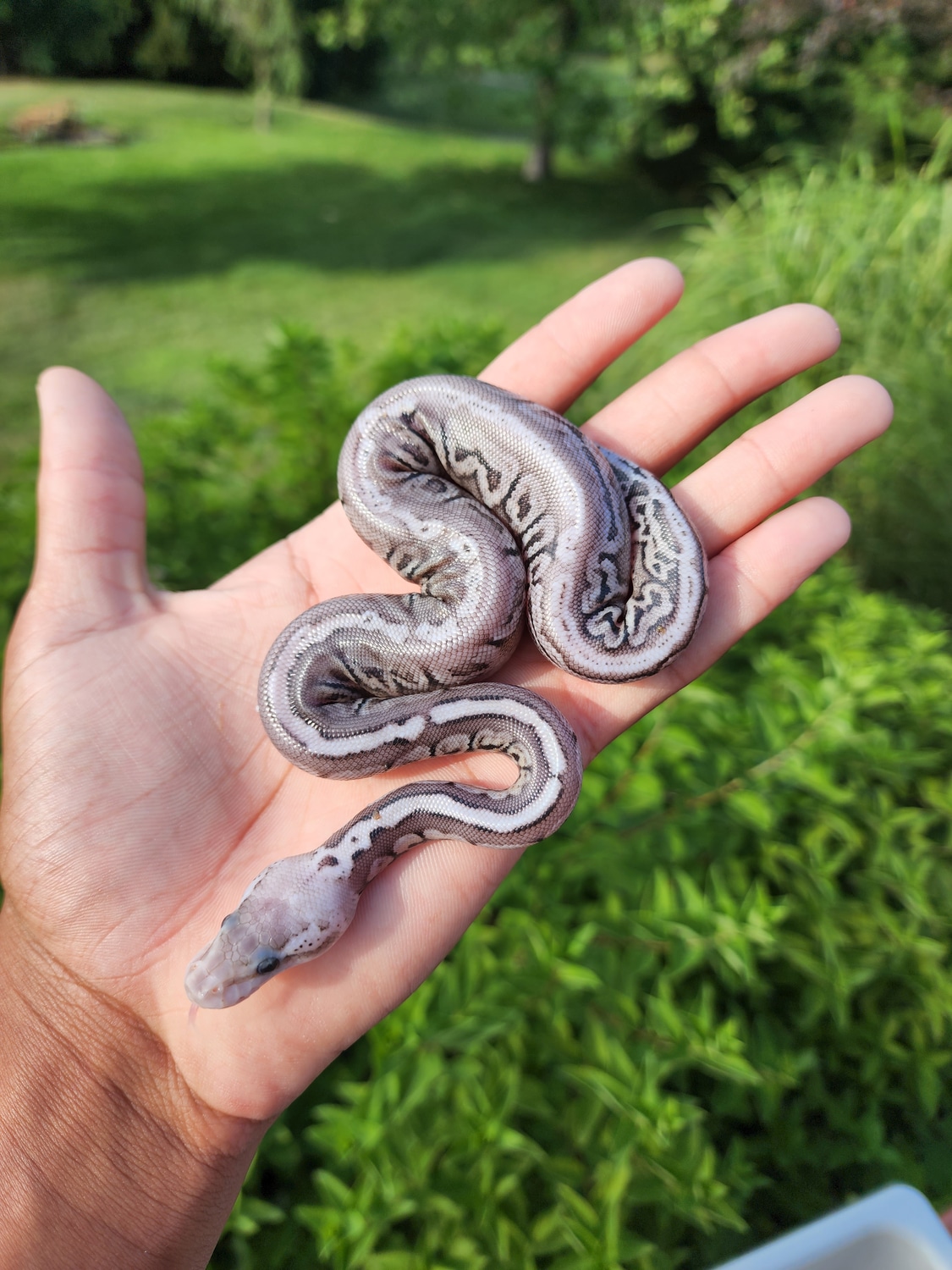 Black Pewter Spotnose Het Clown 1/2 Way To The Pompeii! Ball Python by ...
