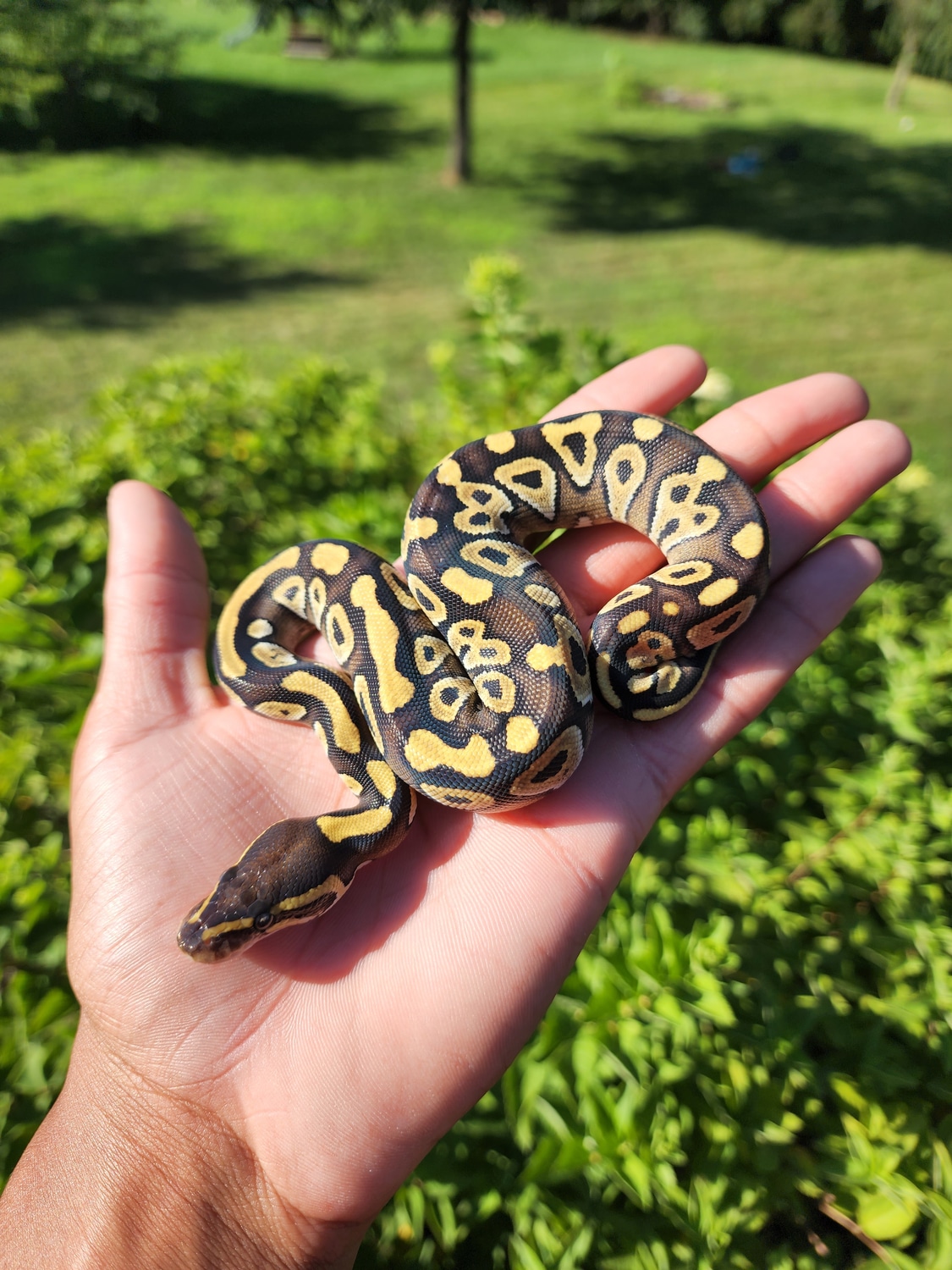 Mojave Ball Python by JCC Reptiles - MorphMarket