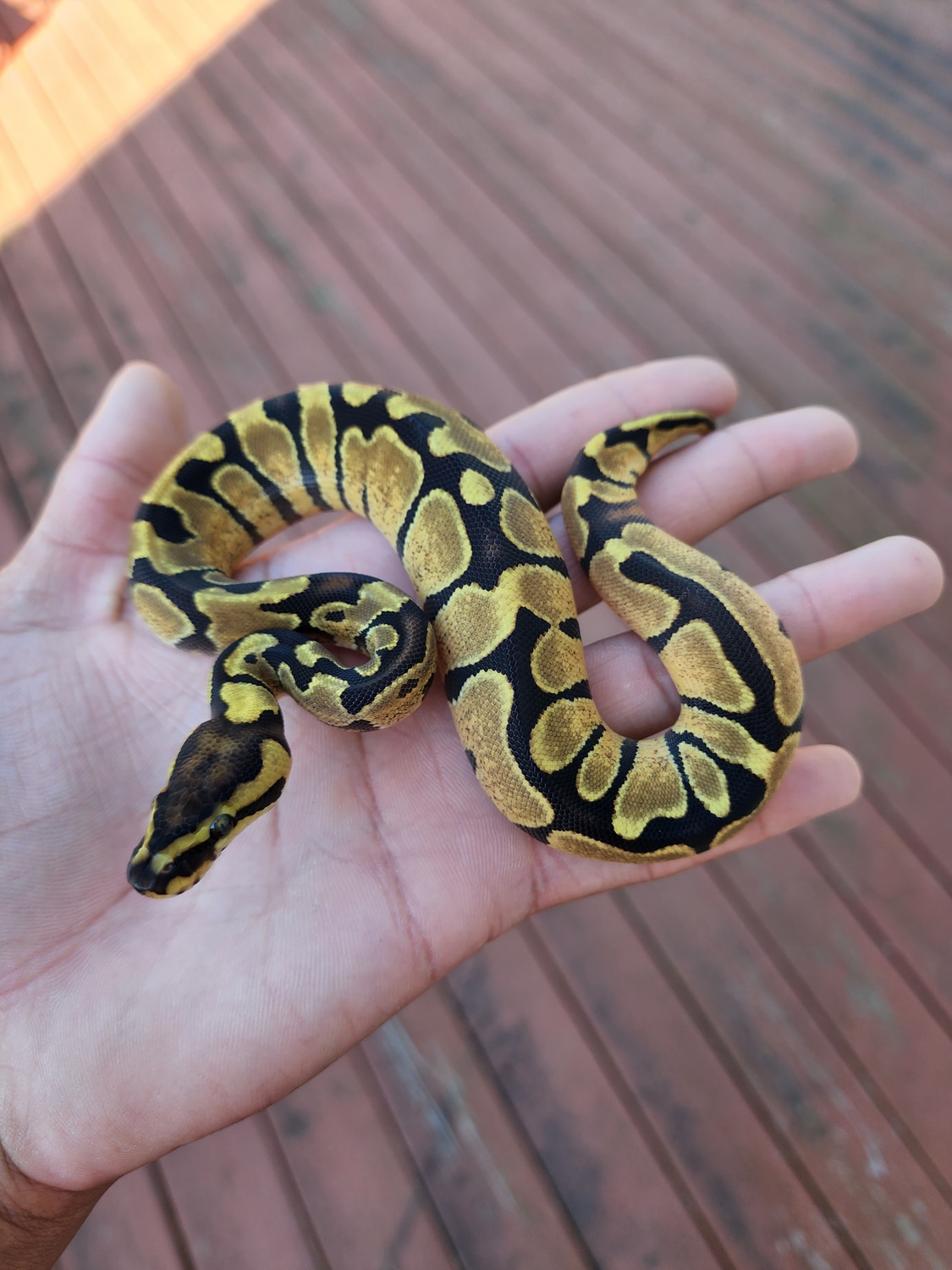 Enchi Het Ultramel Ball Python by JCC Reptiles - MorphMarket