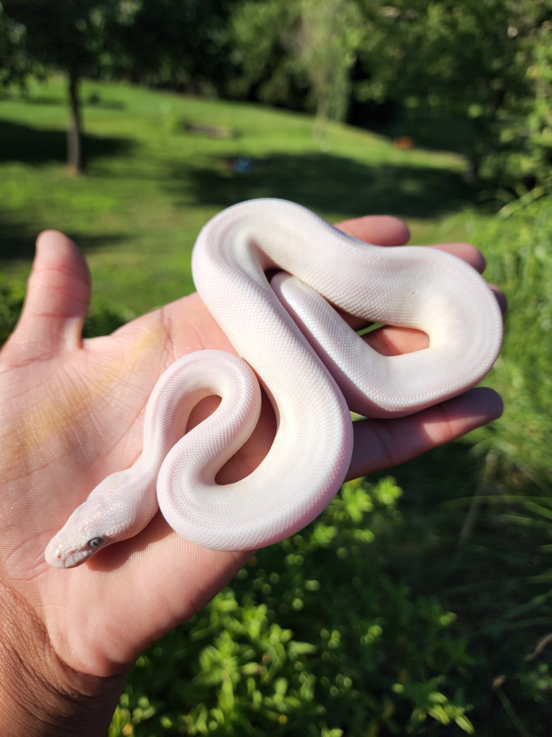 Super Mojave BEL Poss GHI Ball Python by JCC Reptiles - MorphMarket