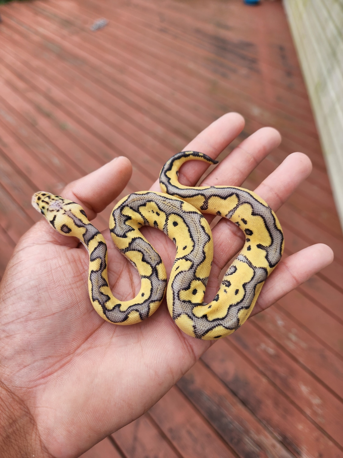 Killer Clown 50% Poss Het Desert Ghost Ball Python by JCC Reptiles ...