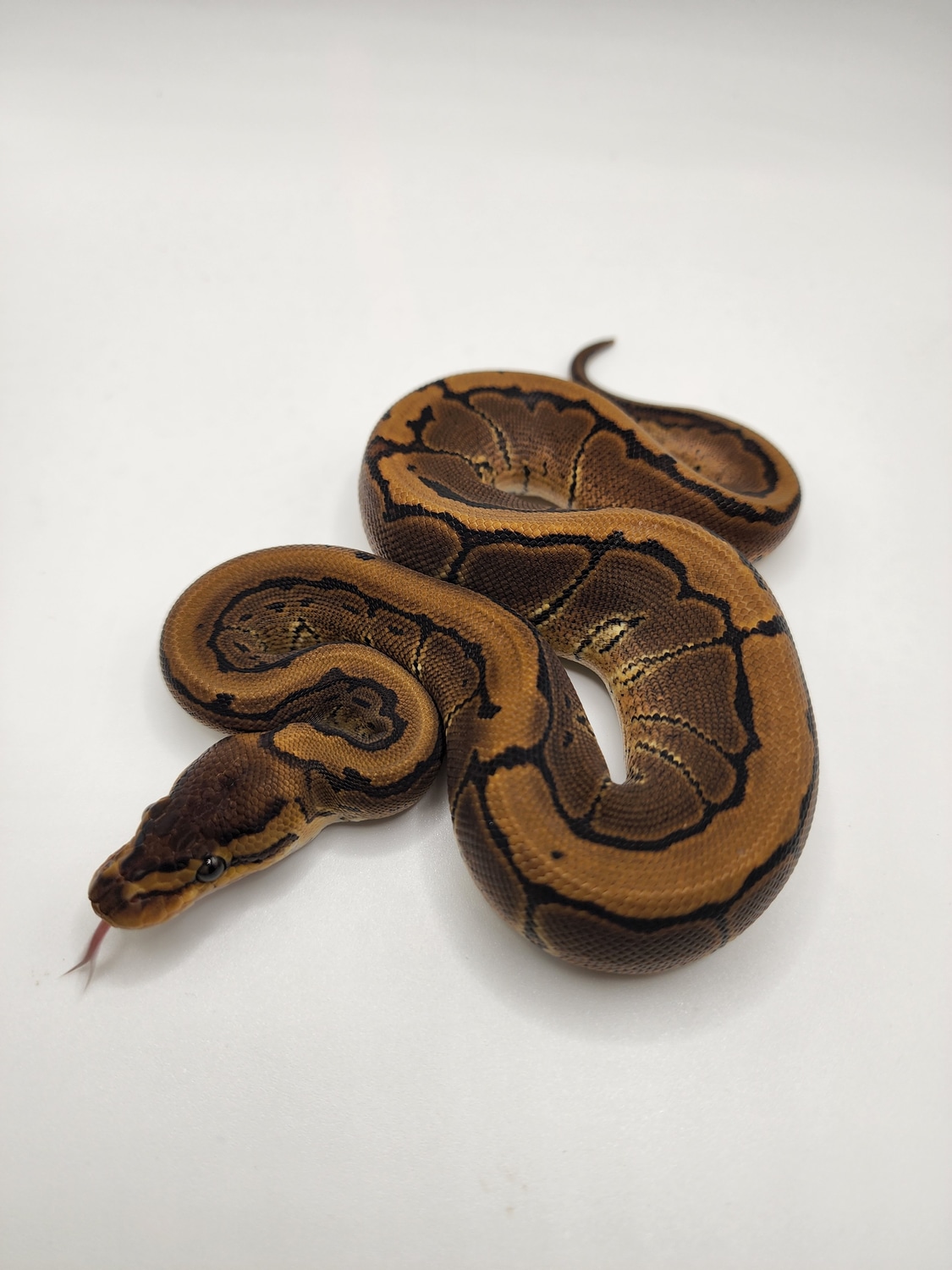 Pinstripe Het Albino Piebald Ball Python by JCC Reptiles - MorphMarket