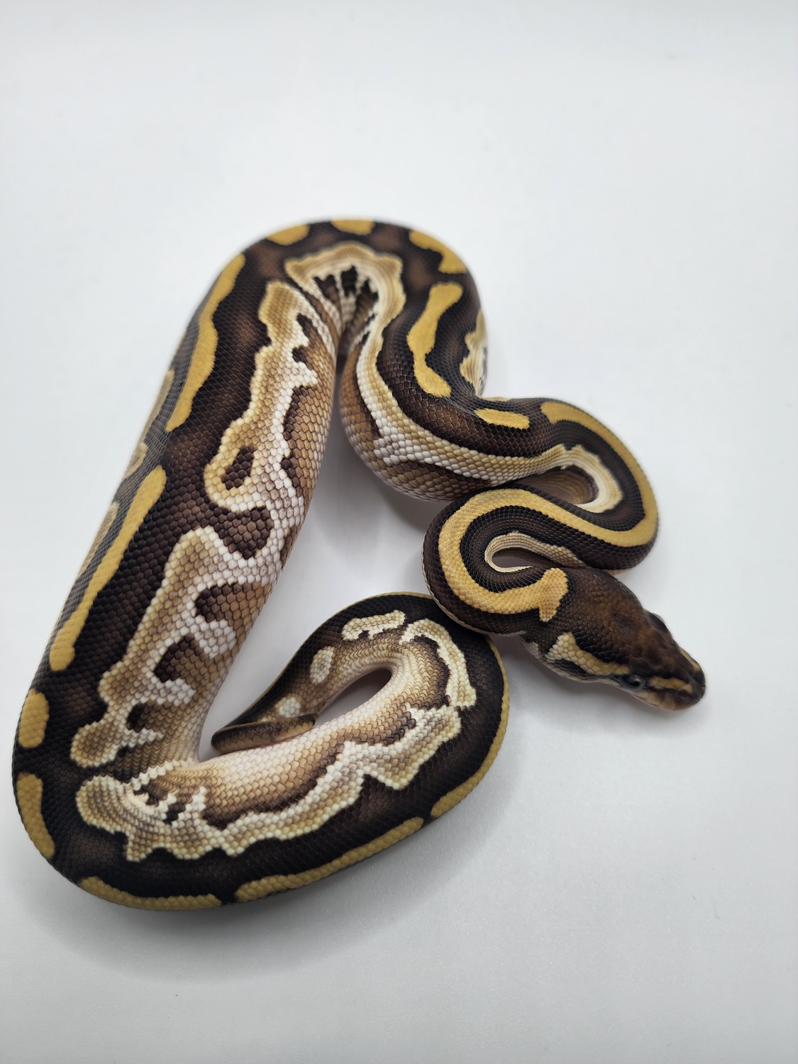 Black Pastel Lesser Het Piebald Ball Python by JCC Reptiles - MorphMarket