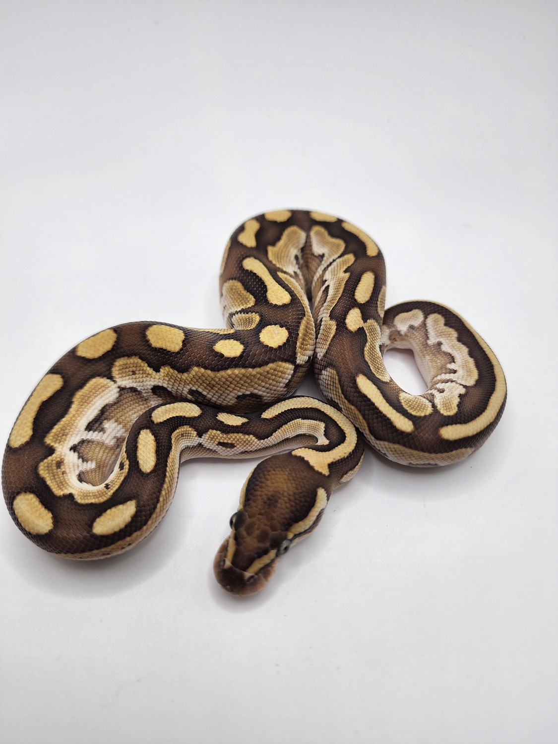 Black Pastel Lesser Het Piebald Ball Python by JCC Reptiles - MorphMarket