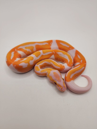 Dreamsicle Male #1 Ball Python by JCC Reptiles