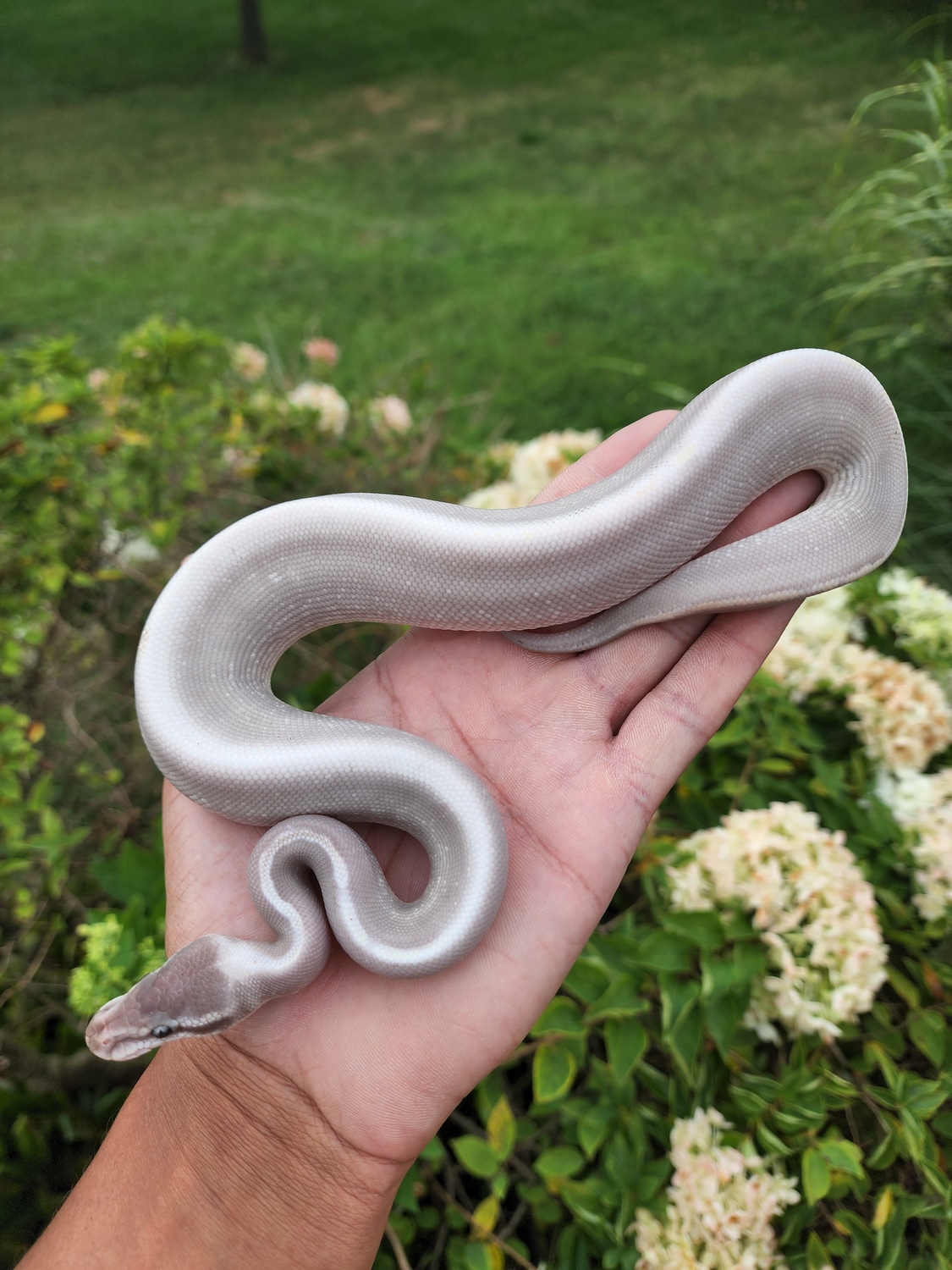 GHI Mystic Potion Ball Python by JCC Reptiles - MorphMarket