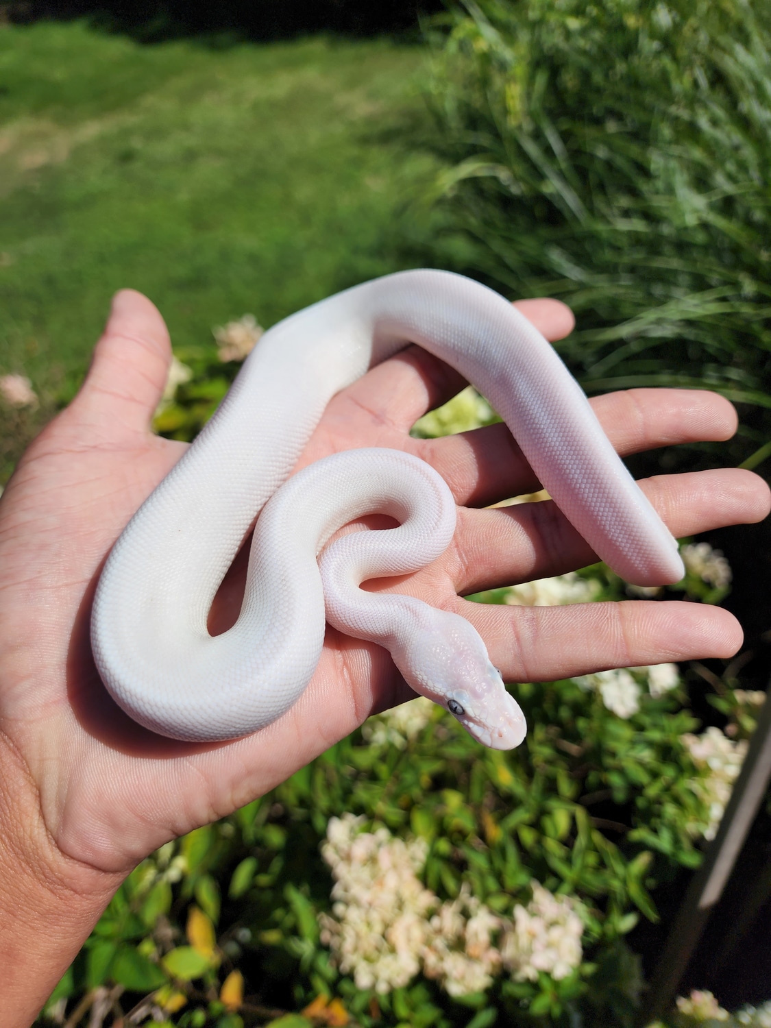 BEL Poss GHI Ball Python by JCC Reptiles - MorphMarket