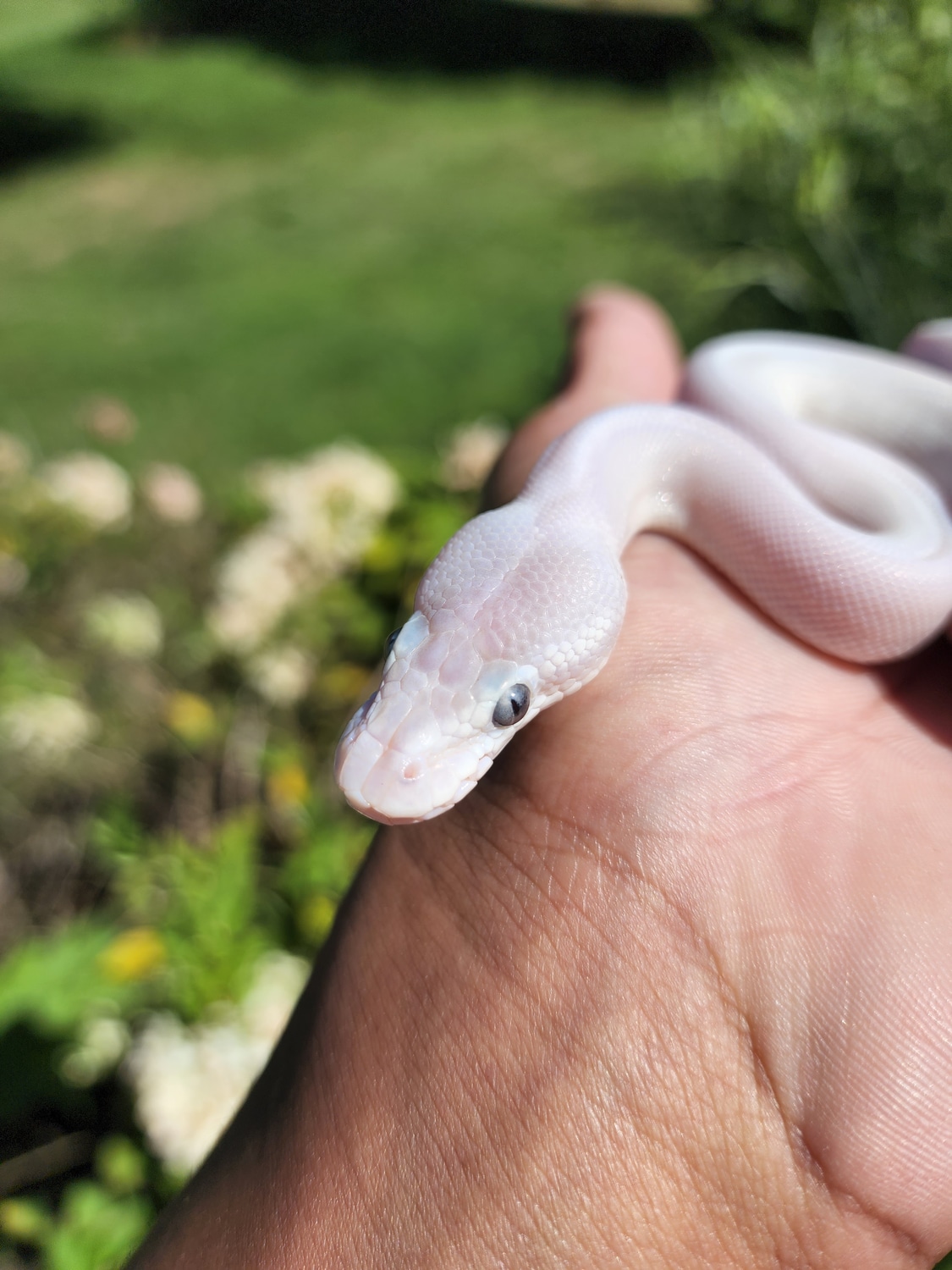 BEL Poss GHI Ball Python by JCC Reptiles - MorphMarket