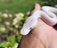 BEL Poss GHI Ball Python by JCC Reptiles - MorphMarket