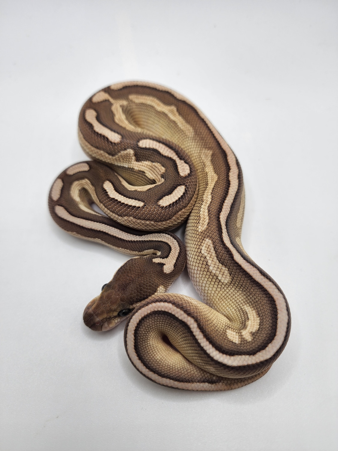 Lesser Black Pewter 100% Het Piebald Ball Python by JCC Reptiles ...