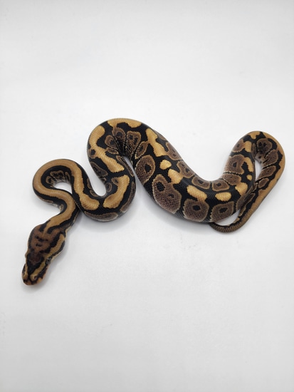 Spotnose Het Clown Ball Python by JCC Reptiles
