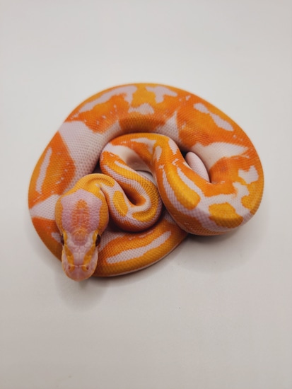 Dreamsicle Ball Python by JCC Reptiles
