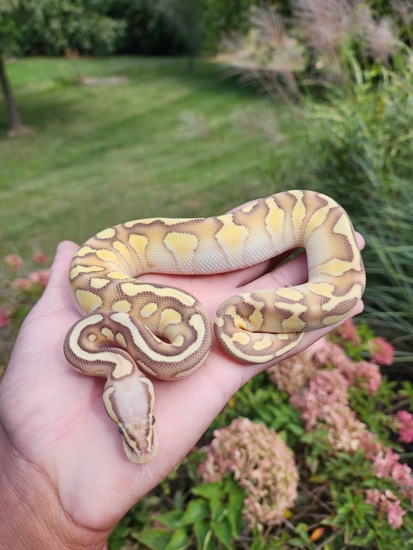 Pastel Lesser Banana Double Het Genetic Stripe Clown Ball Python by JCC ...