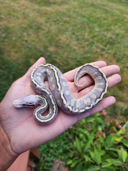 Superfly GHI Mojave Ball Python by JCC Reptiles