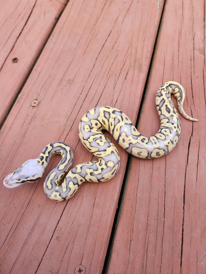 Superfly Poss GHI Ball Python by JCC Reptiles