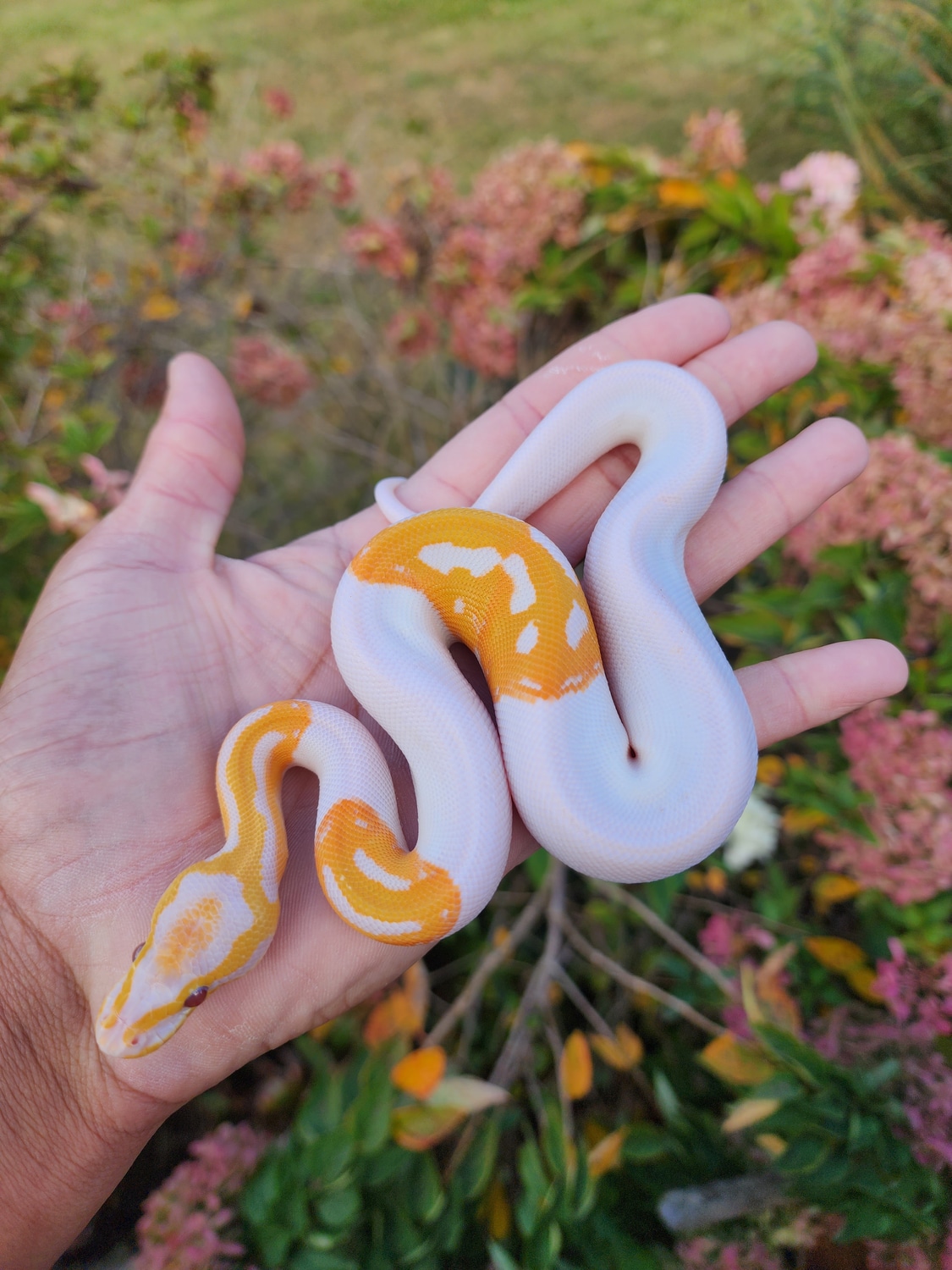 Dreamsicle Ball Python by JCC Reptiles - MorphMarket