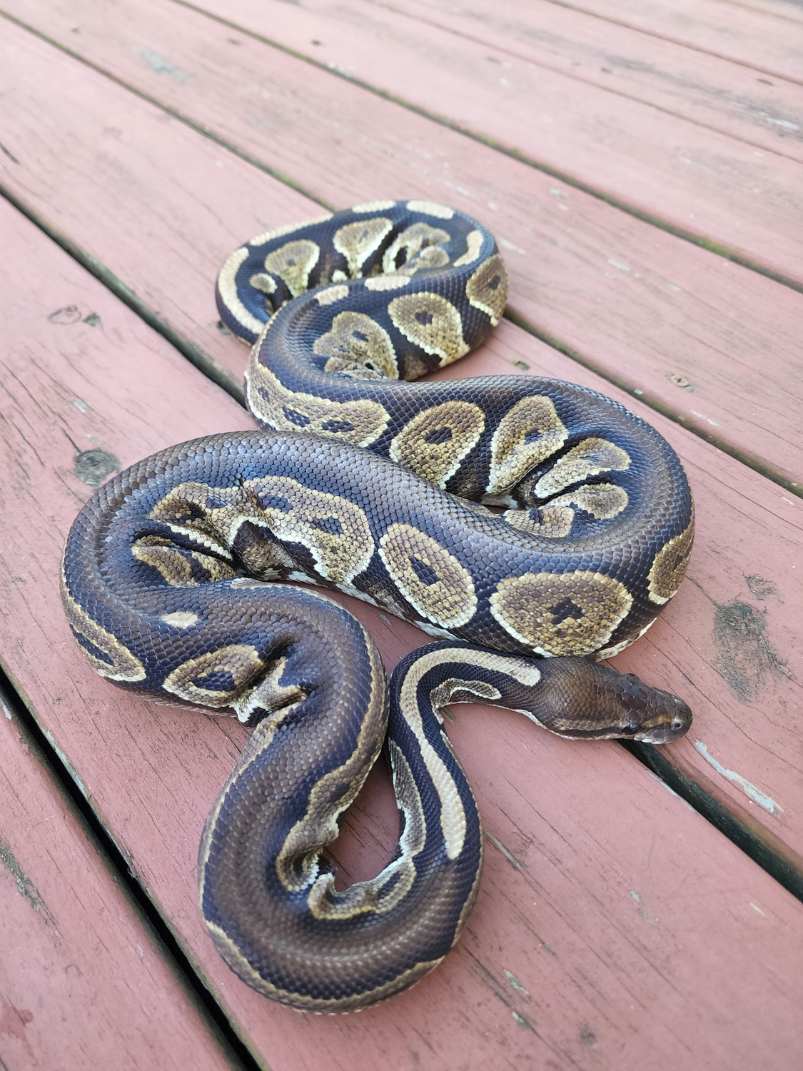Cinnamon Ball Python by JCC Reptiles - MorphMarket