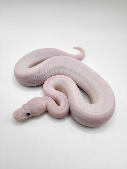 Super Fire Poss GHI Mojave And Pastel (Solid White) Ball Python by JCC ...
