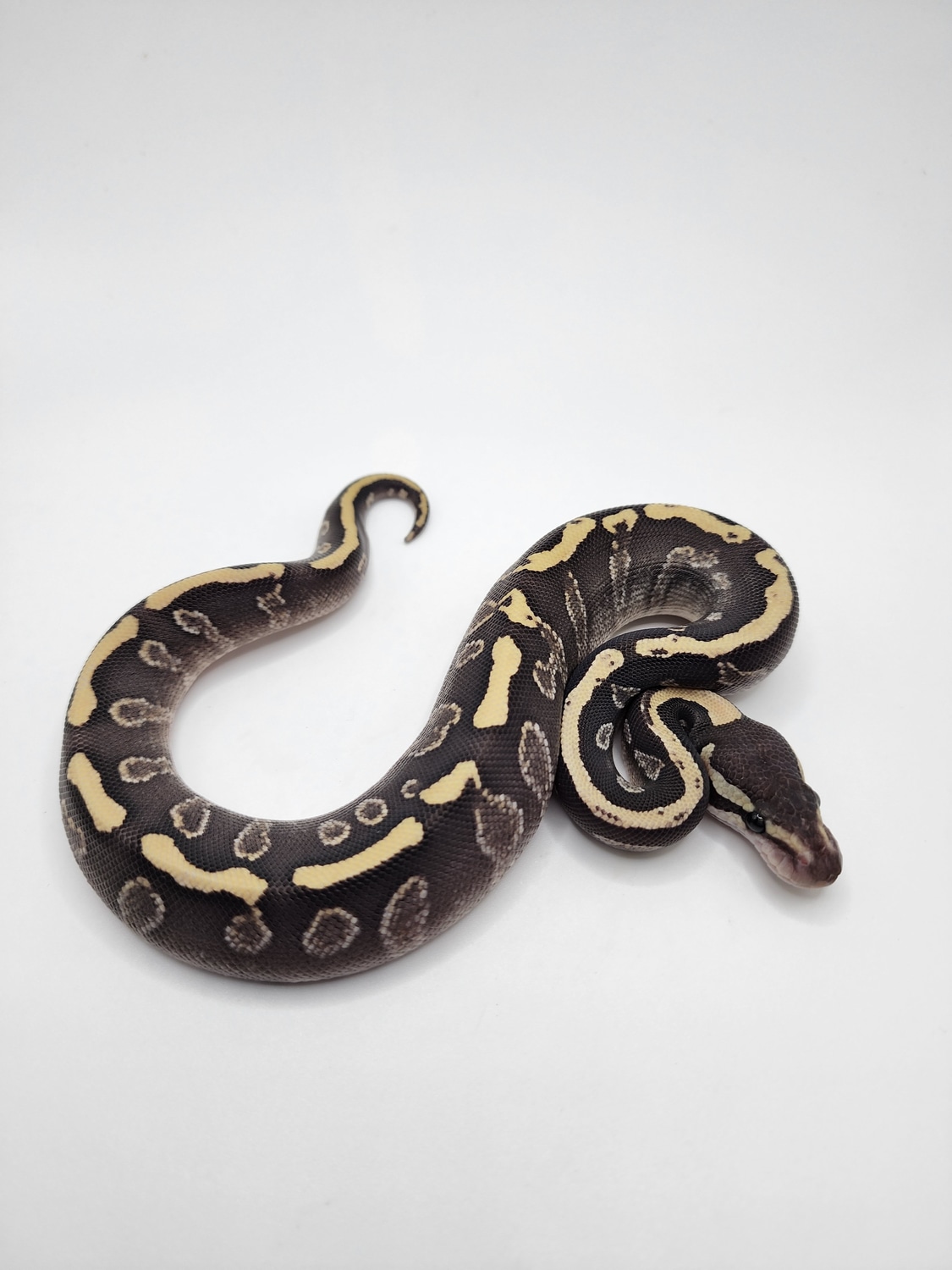 GHI Mojave Fire Ball Python by JCC Reptiles - MorphMarket