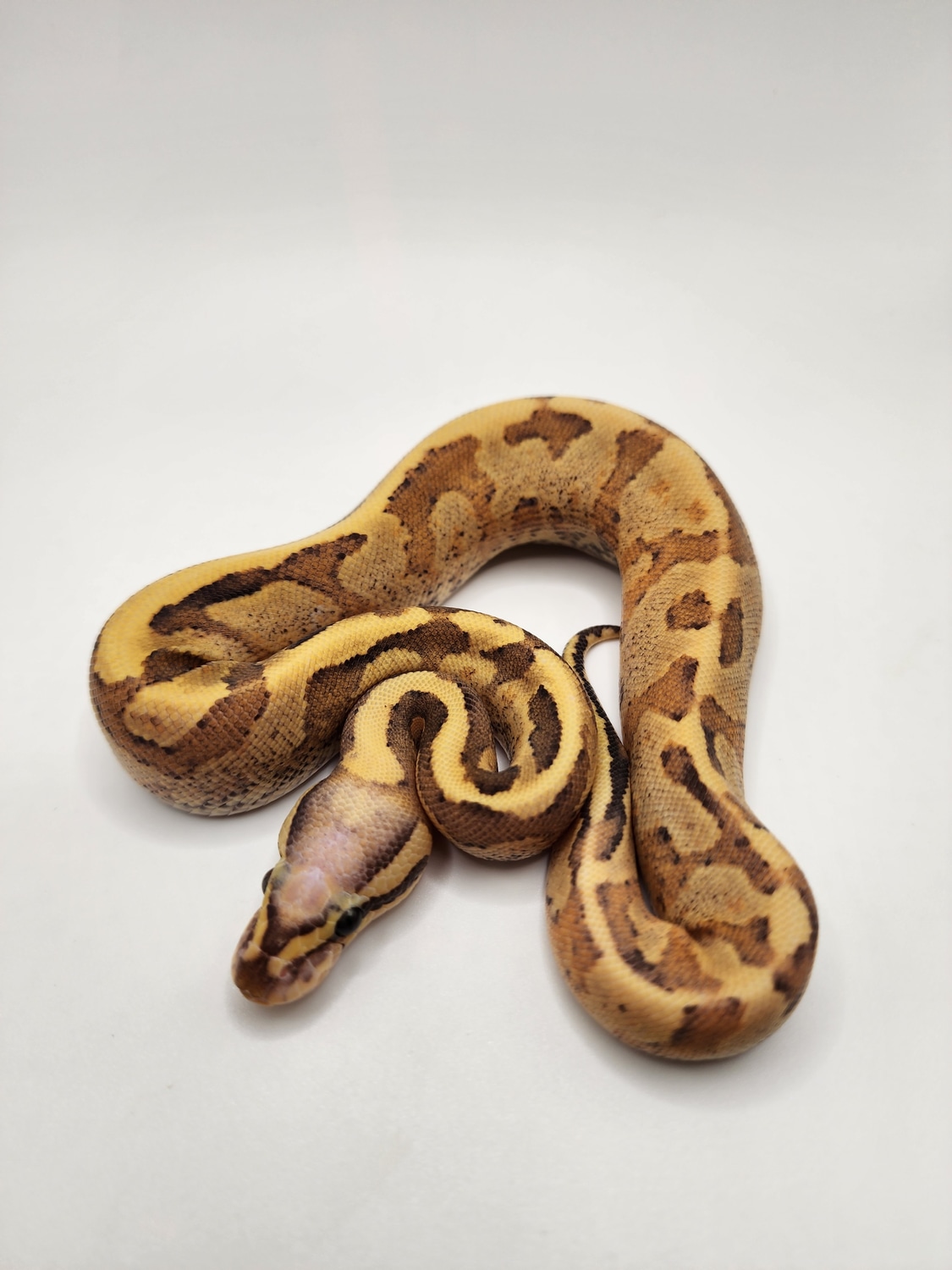 Vanilla Cream Ball Python by JCC Reptiles - MorphMarket
