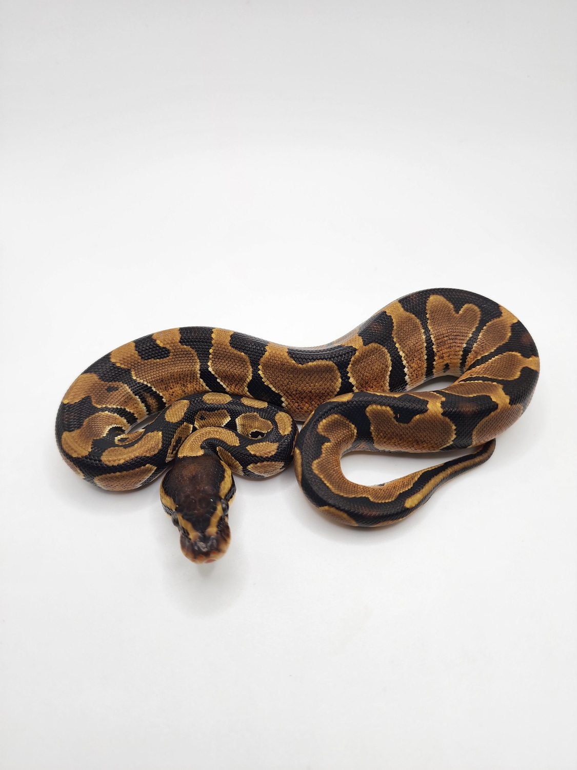 Het Piebald Ball Python by JCC Reptiles - MorphMarket